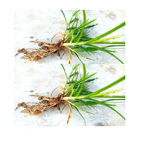 Dried Goose Grass Paragis Plant Eleusine Indica Herb Natural Organic ...