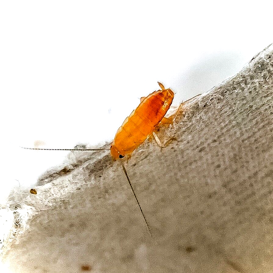 (100+) 1/4" Red Runner Roaches (Turkestan Blatta Lateralis) | Live ...