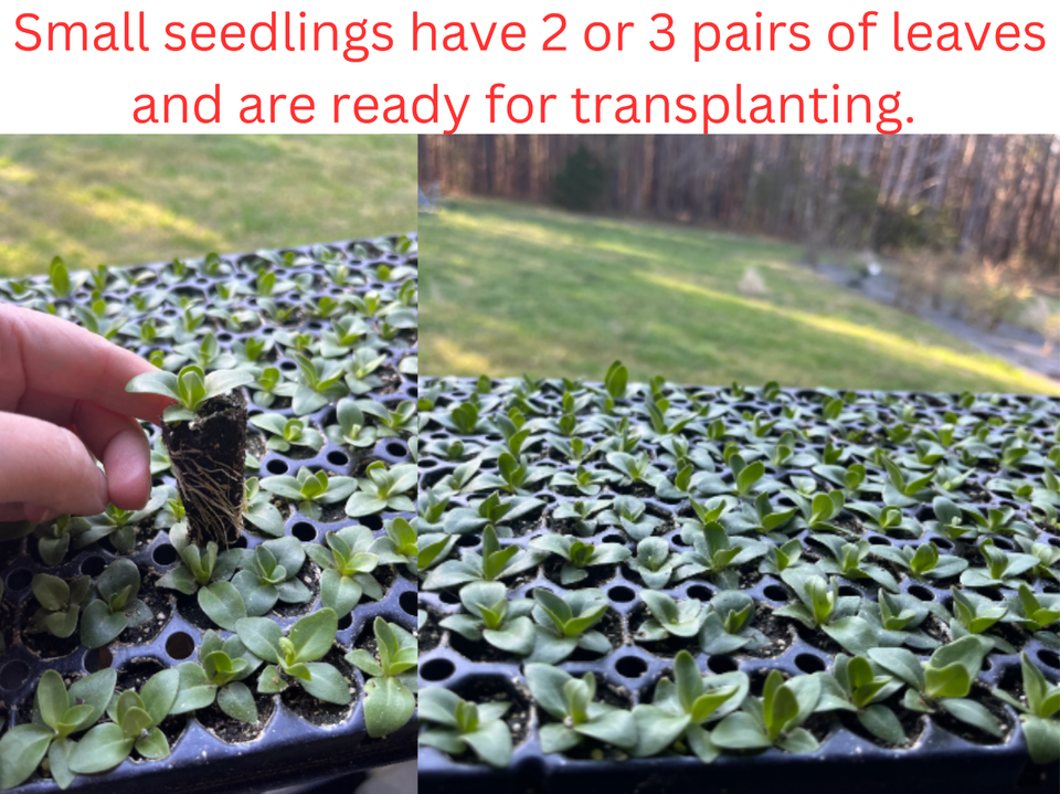 Lisianthus Live Plant, Well Rooted Plugs, Wonderful Color Collections ...