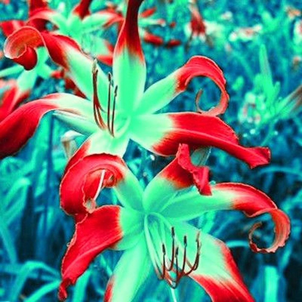 20 EXOTIC rare LILY SEEDS for garden flower perennial plant beds USA ...