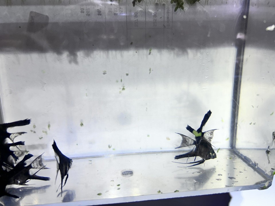 Philippine Blue Pinoy Angelfish Veil/Standard Mix (~Nickel +/- sized ...