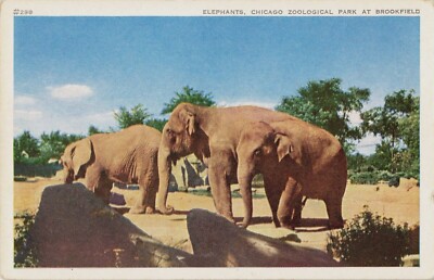 Postcard Elephants Brookfield Zoo Chicago Illinois IL | eBay