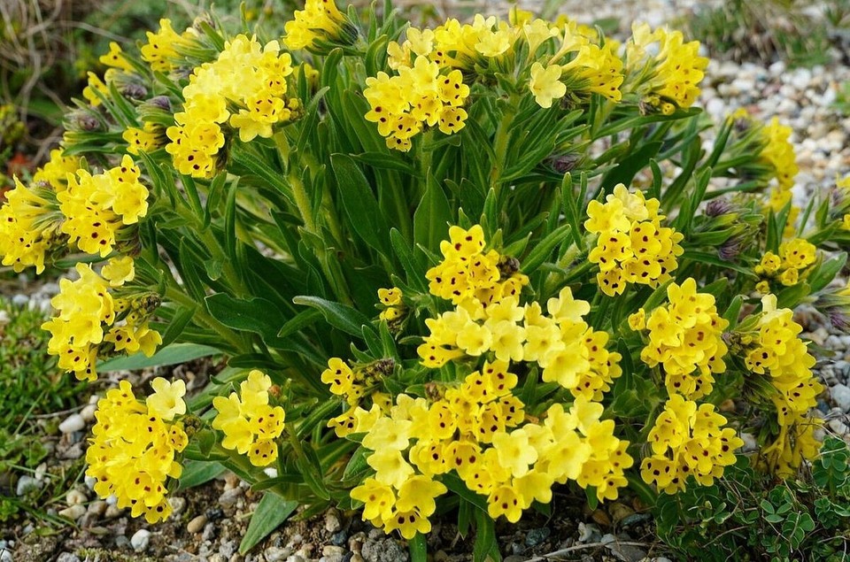 ARNEBIA PULCHRA, PROPHET FLOWER | eBay