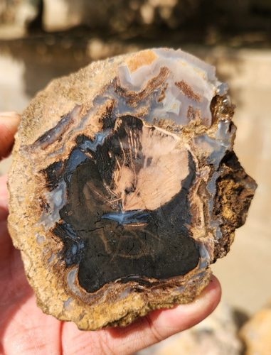 Blue Forest Petrified Wood Faced Rough Specimen 3"X3"X3" 1.2 Pounds See ...