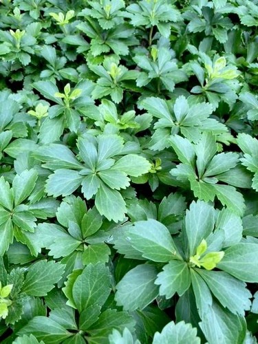 10 Pachysandra cuttings Japanese Spurge Ground Cover Evergreen ...