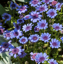 Usa-seller 20pcs RARE Blue Daisy Plants Flower Seeds Garden Plant for ...