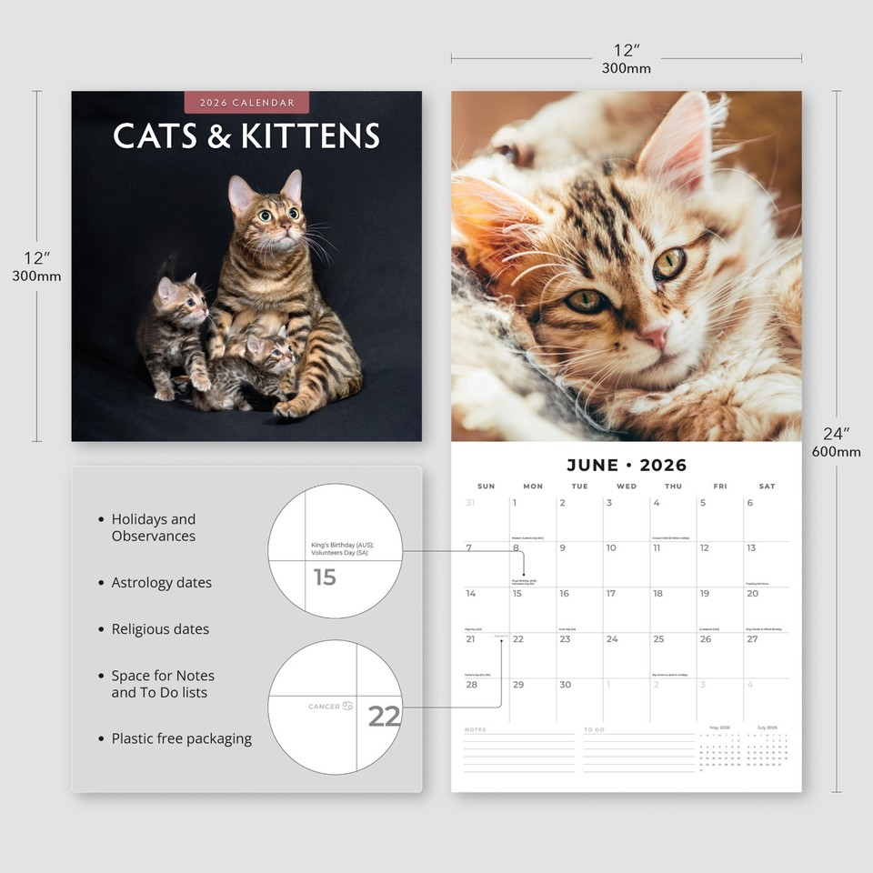 Cats & Kittens 2026 Square Wall Calendar | eBay UK