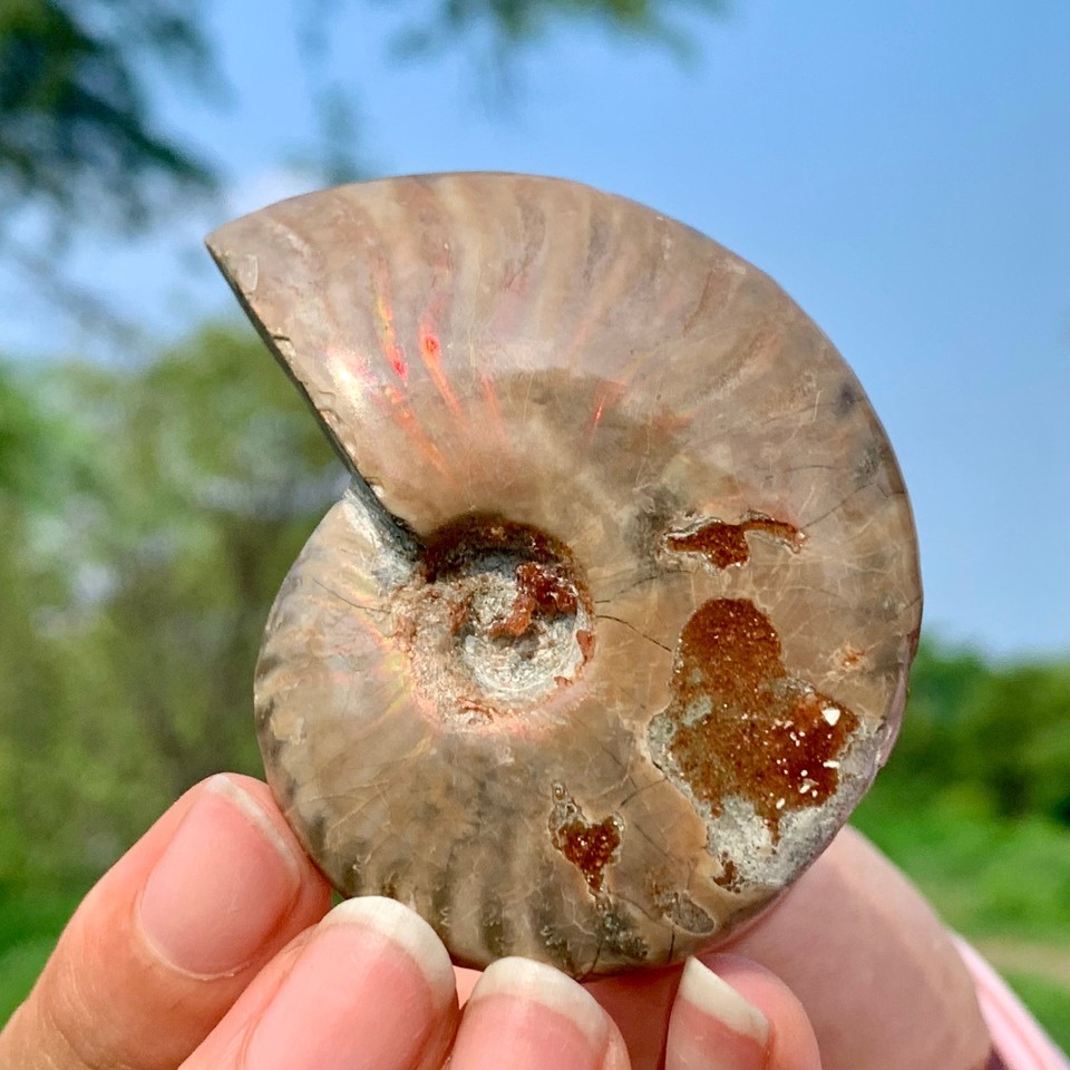 56G Rainbow!! Natural Tentacle Ammonite FossilSpecimen Shell Healing ...