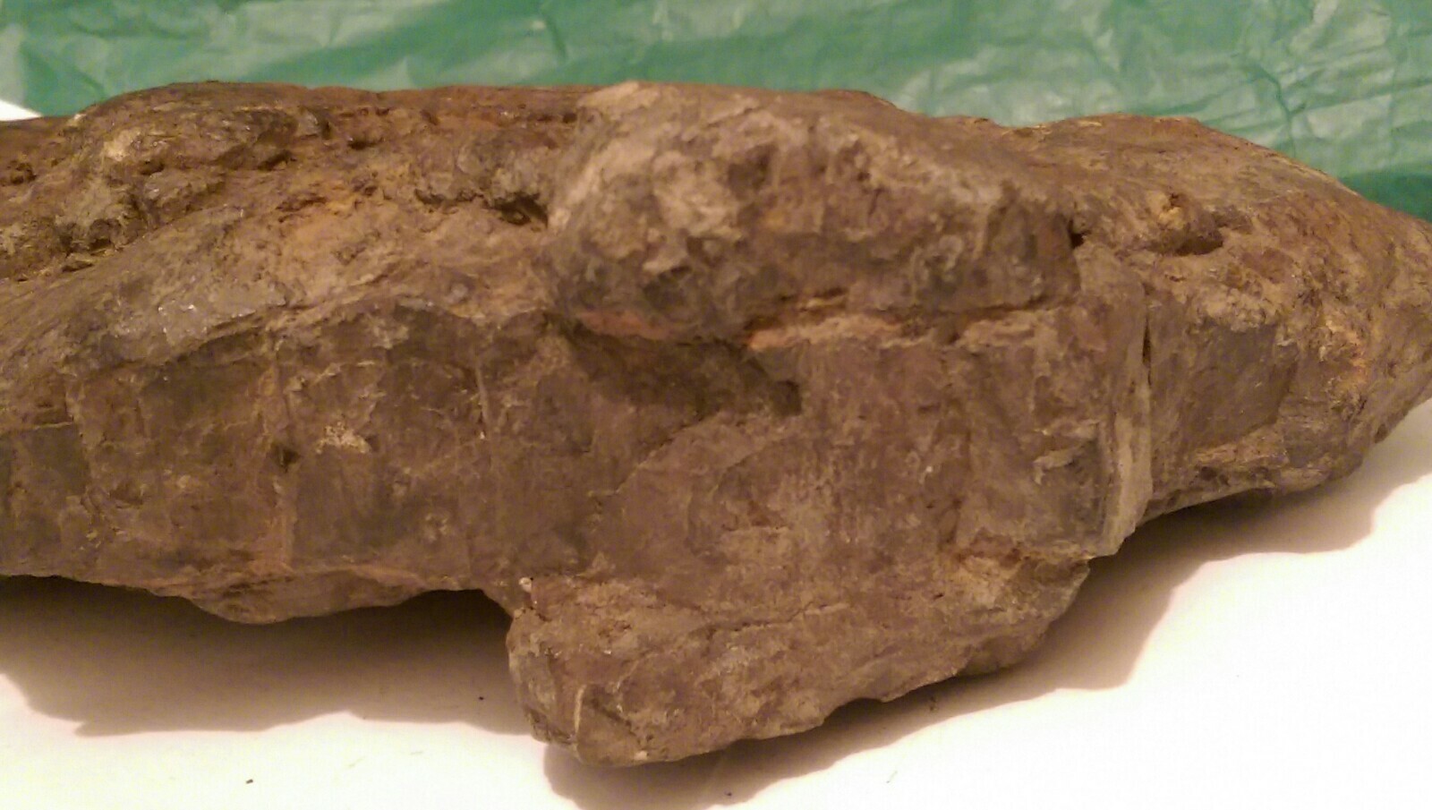 Whole Baby Dinosaur Fossil Hadrosaur Fetus Hatching Hell Creek USA in ...