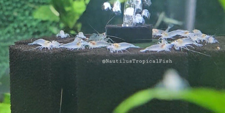 WHITE AMANO ALGAE EATER - Freshwater Aquarium Shrimp. We combine ...