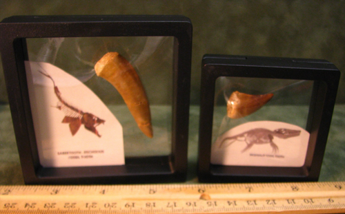 2 FOSSIL TEETH 2inch SABERTOOTH(ENCHODUS) 1inch MOSASAUR MOROCCO ATLAS ...