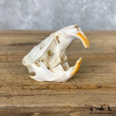 #22262 P | Muskrat Full Skull Taxidermy Mount For Sale | eBay