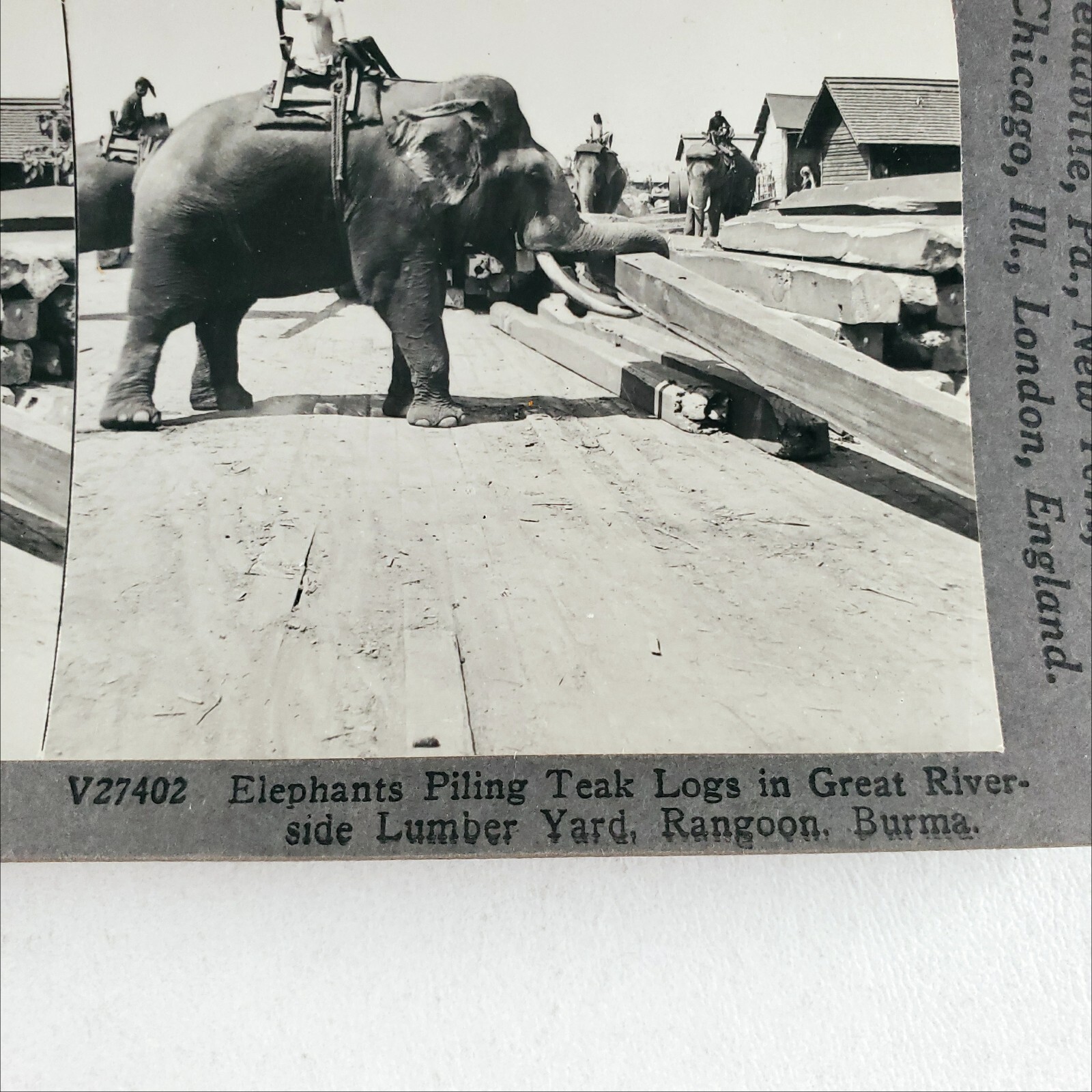 Elephant Stereoview Burma Rangoon Lumber Yard Laborers Workers Moving ...