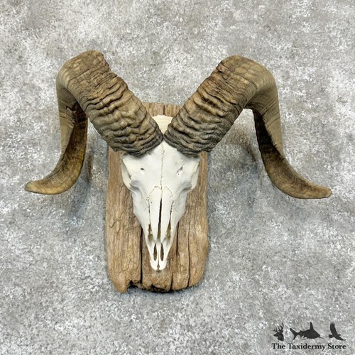 #29417 E | Corsican Ram Skull European Taxidermy Mount For Sale | eBay