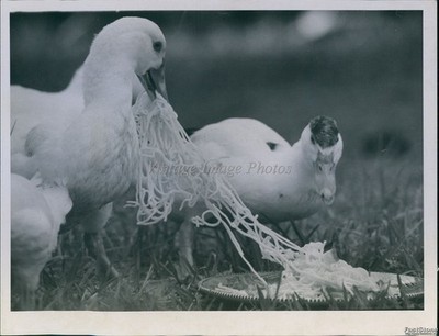 1970 Identification Duck Eating Spaghetti 6X8 Historic Original Vintage ...