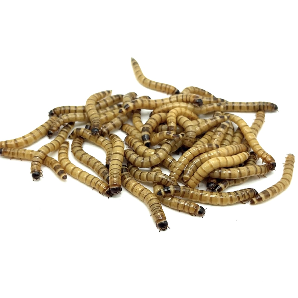 Live Superworms - 50-2000 counts - 4 different sizes | eBay