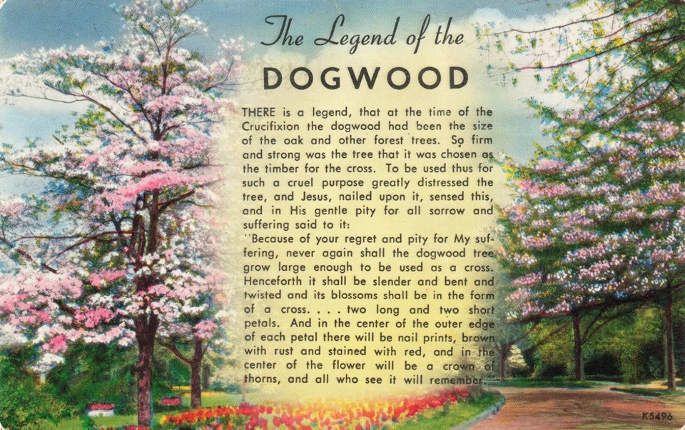 Virginia State Tree Flowering Dogwood VA Richmond Legend Chrome ...