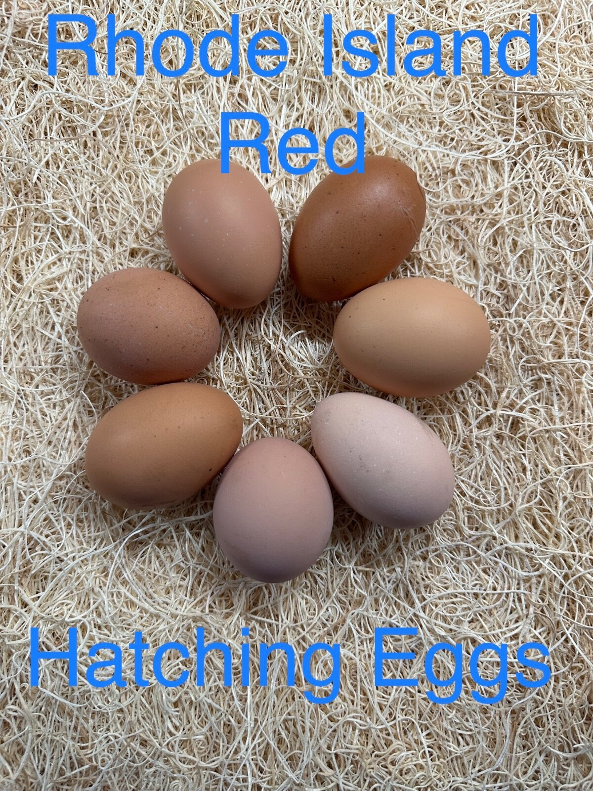 6- Rhode Island red hatching eggs | eBay