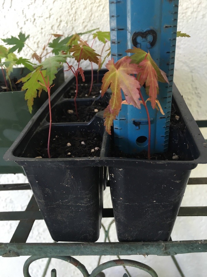 8 Japanese Maple Seedlings Pre-Bonsai Acer Palmatum 3” Tall Mixed ...