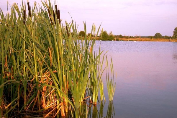 Bulrush Bull rushes Reeds Pond Plants 5 x Bullrush Garden Pond Marginal ...