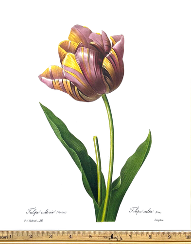 Redoute Flowers #142 TULIPA CULTA TULIP BOTANICAL ART BK SUPERB PRINT L ...
