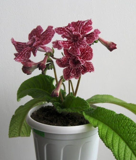 Cape Primrose Hawaiian Party 2.5'' Pot Live Streptocarpus Hybrid ...