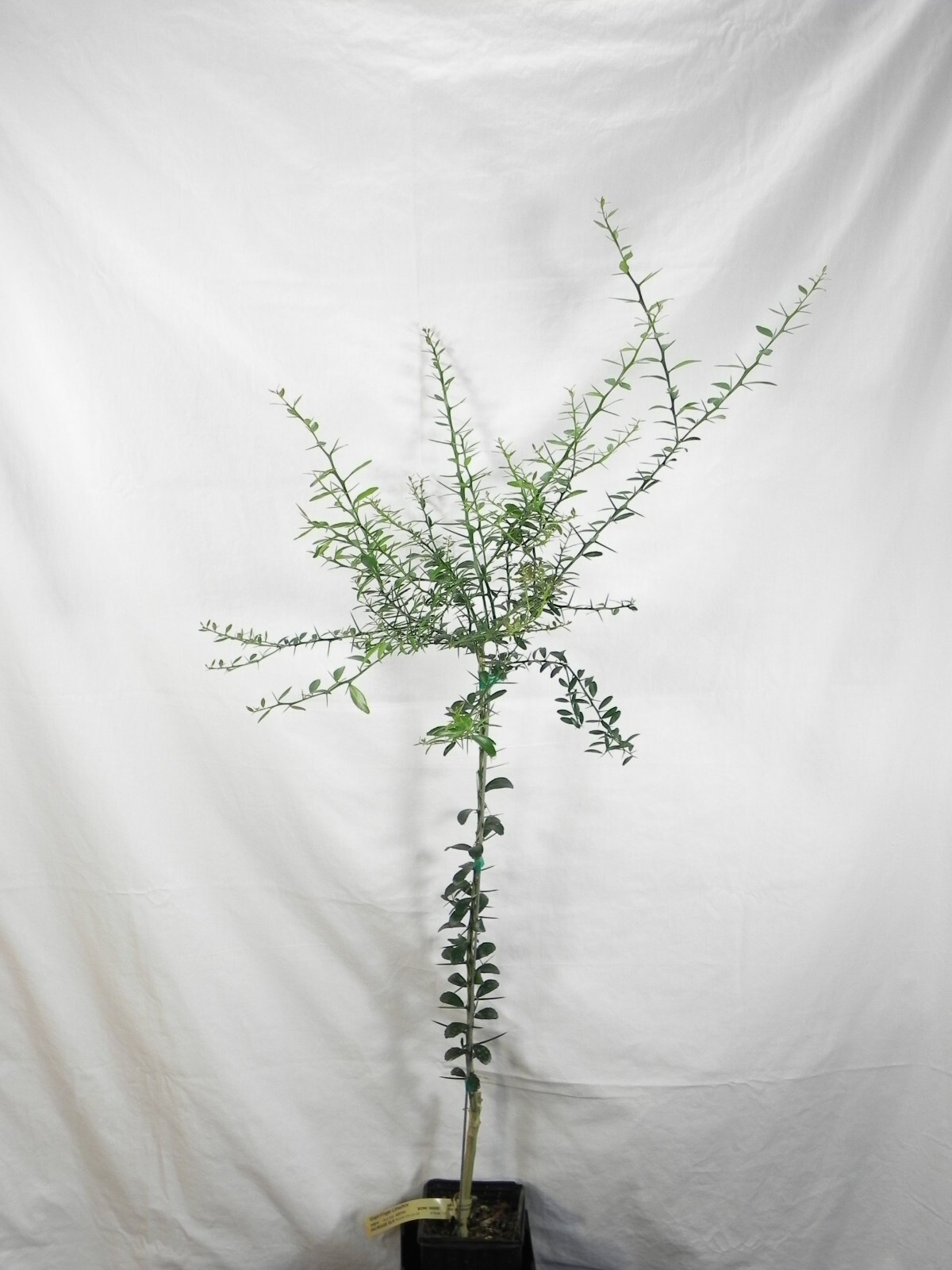 Red Finger Lime Tree - 18-30" Tall - Live Citrus Plant - Potted ...