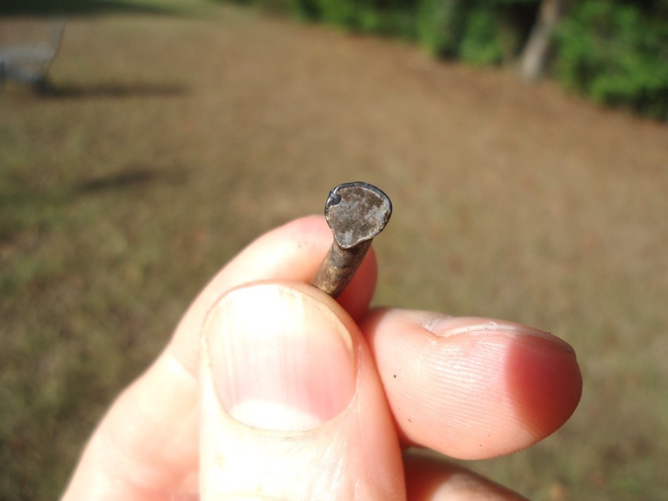 COLORFUL DIRE WOLF INCISOR TOOTH FLORIDA FOSSILS ICE AGE EXTINCT SABER ...