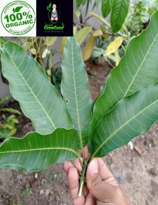 Ceylon Natural Premium Quality Fresh Dried Mango(Aba) Leaves Mangifera ...