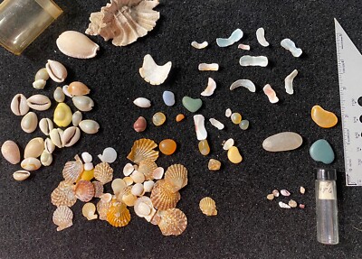 Vintage Estate Large Sea Shells Lot Various Sizes And Shells Beautiful Selection | eBay