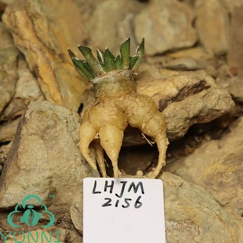 1.9cm Rare Succulent Live plant Godzilla Hybird Cactus Own Root WYSIWYG ...