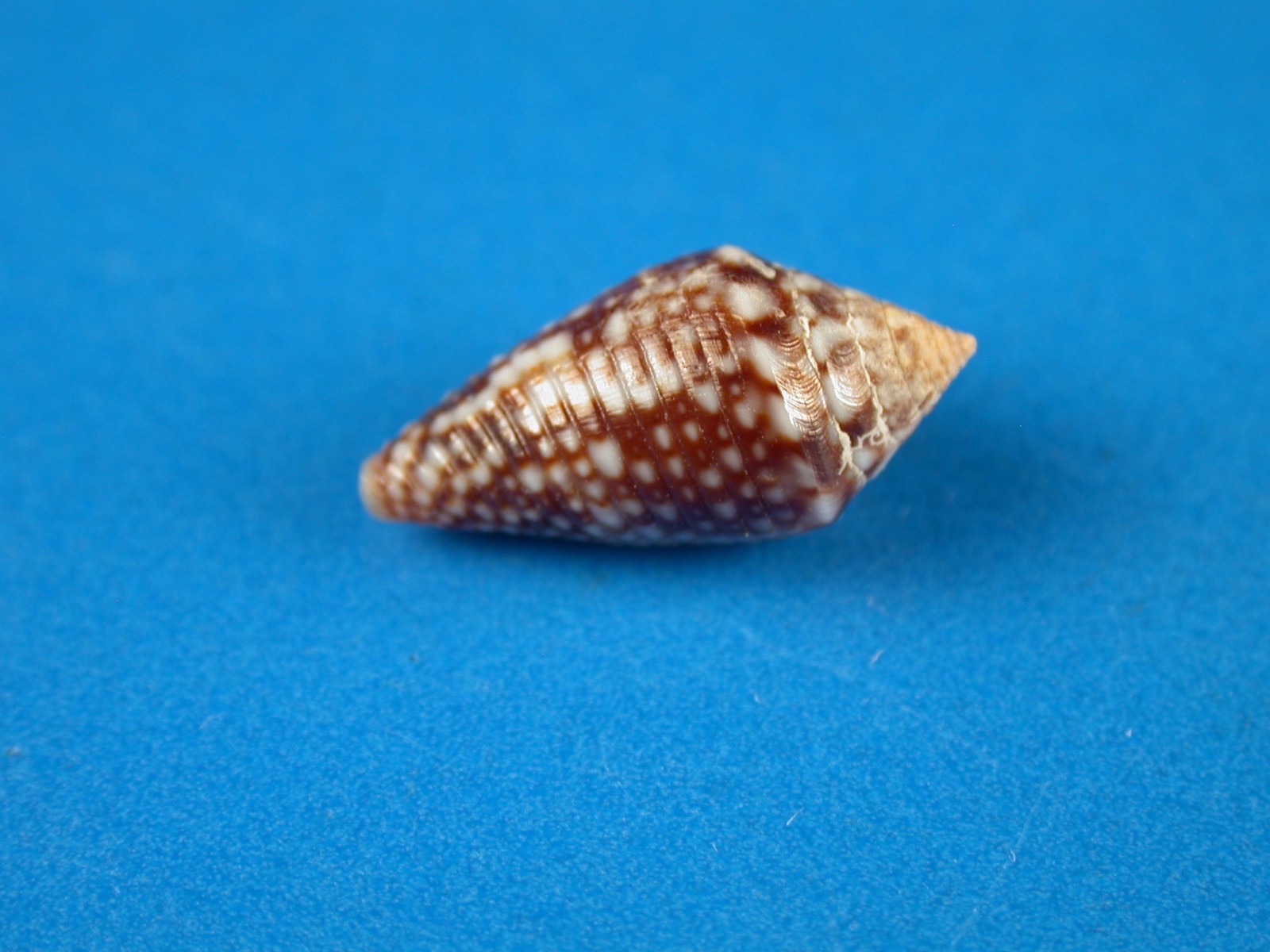Conus allamandi, Excellent Pattern, 14.5mm, Honduras Shell A52 | eBay