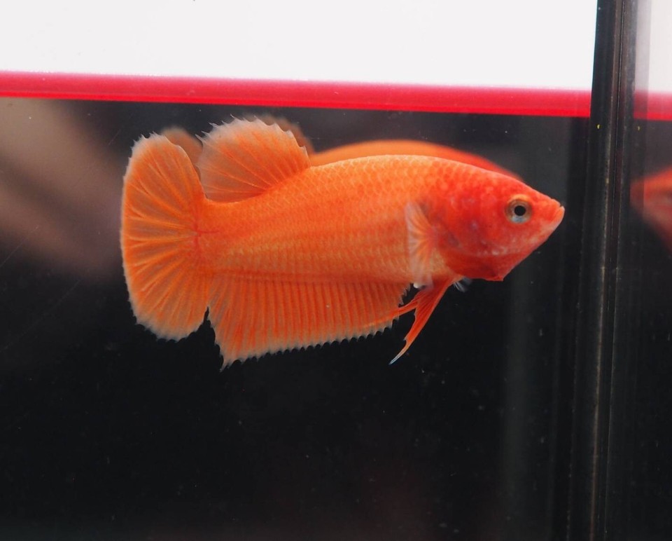 Betta Fish Super Orange Breeding Pair male and female for Breeding from ...