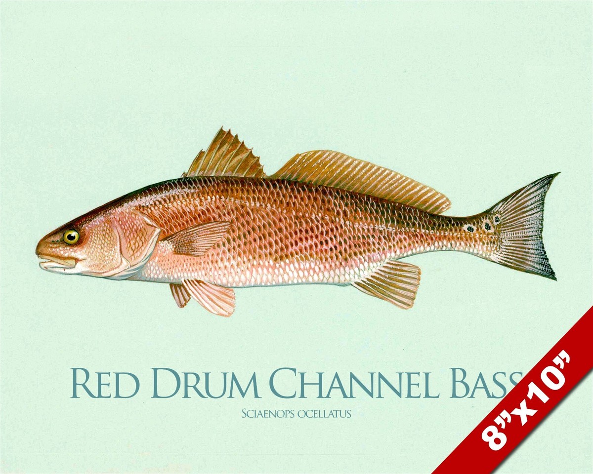 Red Drum Fish Art Prints Red Drum | McGaw Graphics