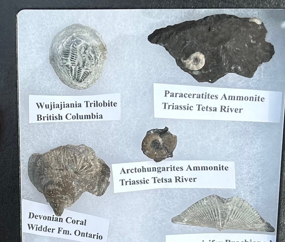 Fossils Of Canada Fossil Collection in Display Trilobite Ammonites ...