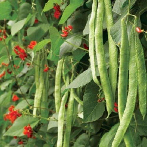 SCARLET RUNNER BEAN SEEDS Vegetable Seeds Non GMO Climbing Bean Seeds ...