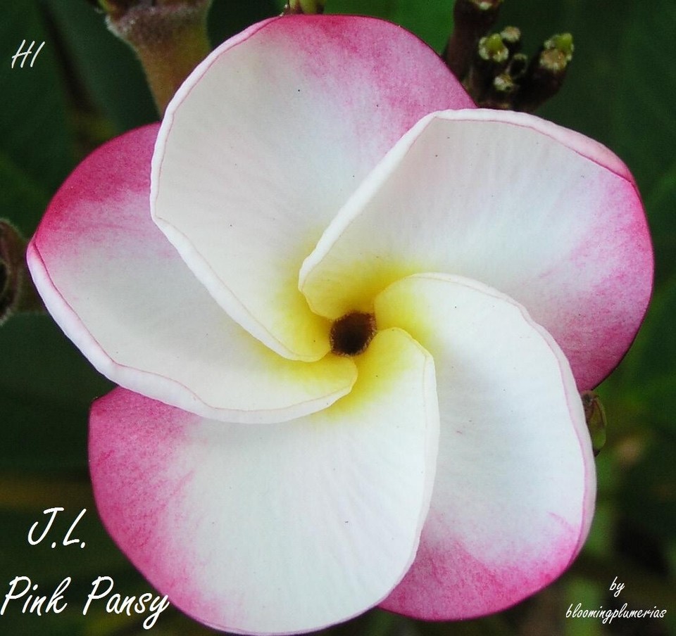 RARE! J.L. PINK PANSY ROOTED CUTTING PLUMERIA PLANT - 13" - 3 TIPS | eBay