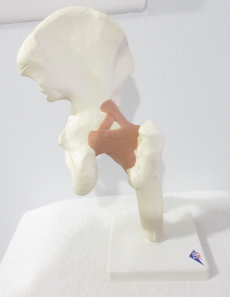 3B SCIENTIFIC HUMAN HIP JOINT ANATOMY MODEL MADE IN GERMANY | eBay
