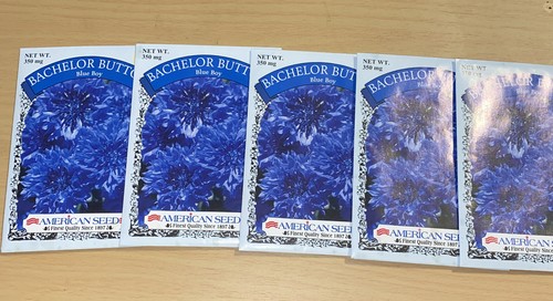 Bachelor Button BLUE BOY Cutflowers 350 mg Seeds packed for 2022 | eBay