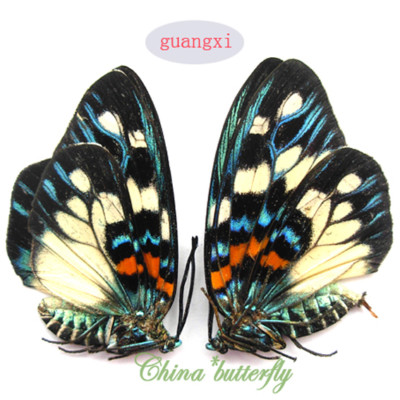 insect PAIRS unmounted butterfly / moth Zygaenidae erasmia pulchella A1 ...