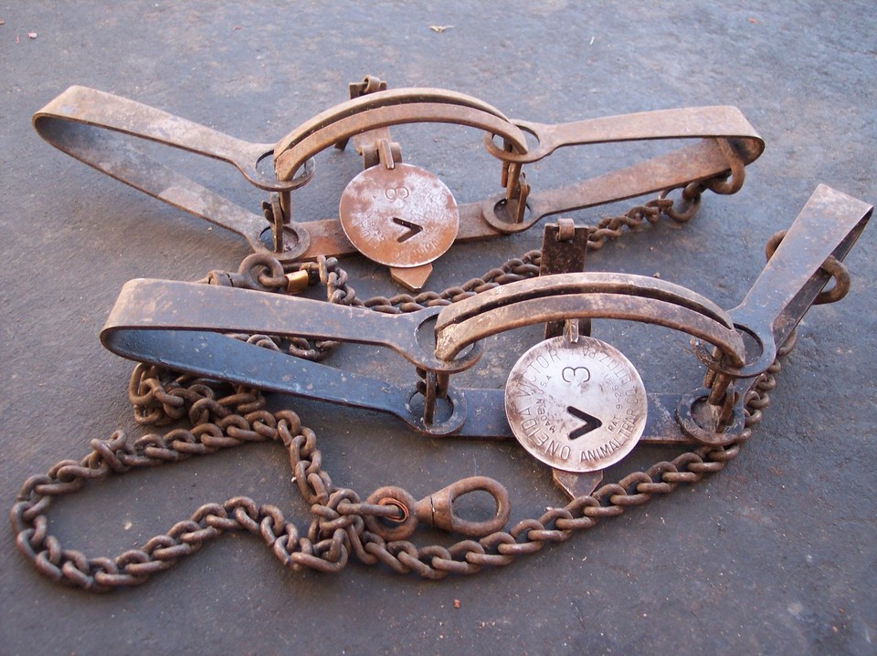 2 VTG Antique Victor Double Long Spring Traps #3 with Offset Jaws ...