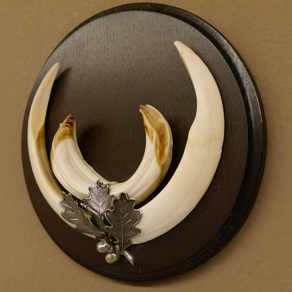 Wild Boar Weapons (Sus Scrofa) Boar Weapons 17 Cm Trophy Boar Round ...