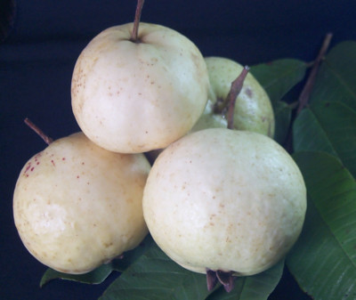 BeauFlora Hybrid Guava ( Swetha Guava , Layering plant ) 1 Bare-Root ...