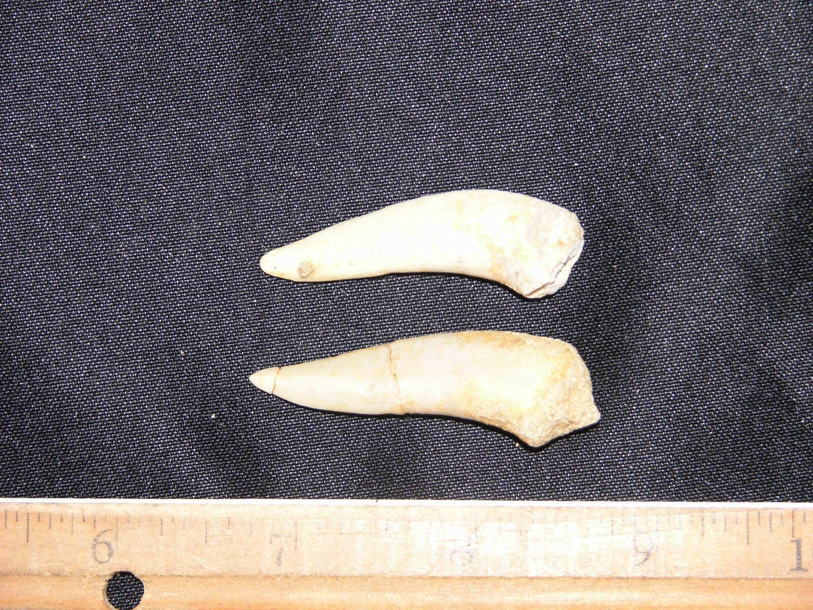 Saber tooth Herring fossil teeth Enchodus Cretaceous (lot of 2) T84 | eBay