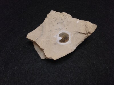 Fossil Crab in Matrix Cambroraster falcatus, BULGARIA | eBay