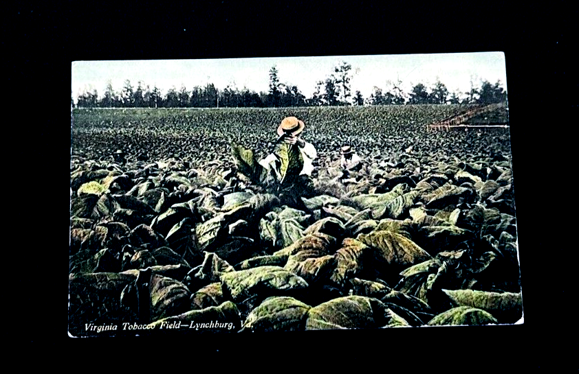 Early View Postcard - Lynchburg Virginia Tobacco Farm Field r12 | eBay