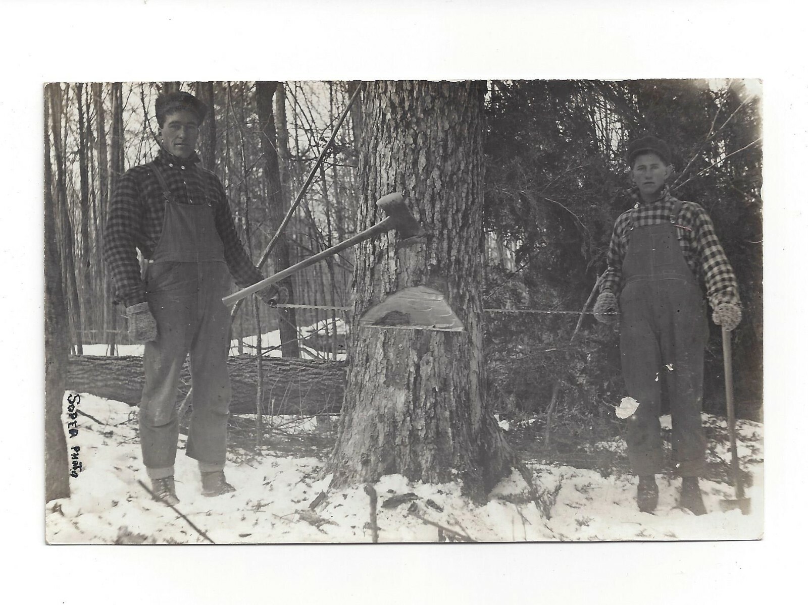 Early 1900s Logging RPPC of 2 loggers cutting down tree axe Real Photo ...
