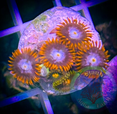 SAF~ “WYSIWYG” Fire And Ice Zoanthid Coral Frag, Palythoa, Paly, Zoa | eBay