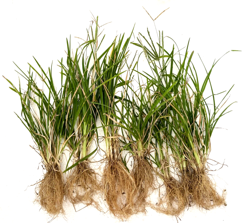 Dried Paragis Plant Eleusine indica GooseGrass Ayurvedic Poaceae Herbal ...