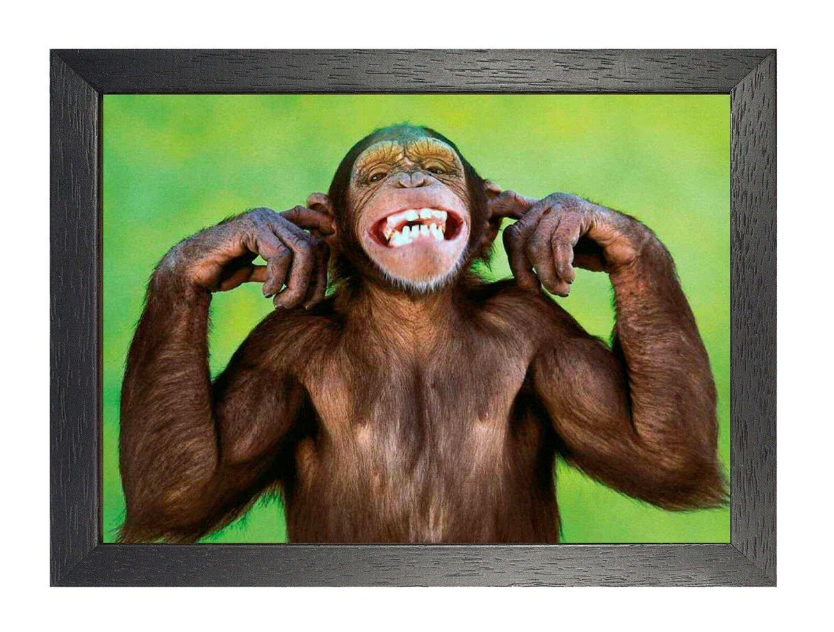 Funny Smiling Animal Pictures